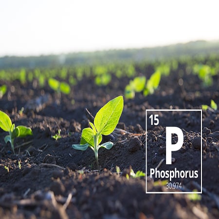 How to Use of Phosphoric Acid in Agriculture | Shanghai Chemex
